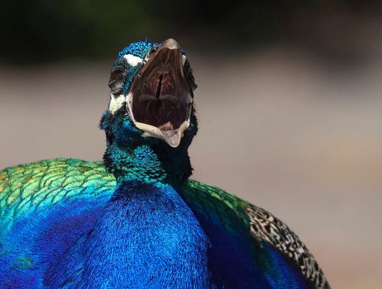 9 Sounds Peacocks Make and What Each Means - A-Z Animals
