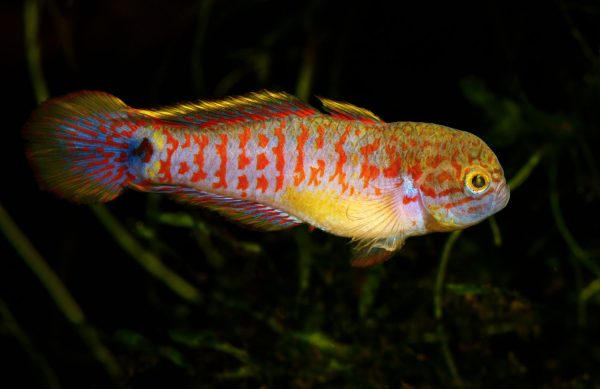 16 Amazing Fish with Big Foreheads (Must-See Photos!) - A-Z Animals