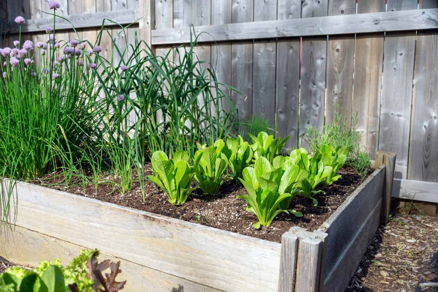Square Foot Gardening Method: The Ultimate Way to Make Use of Limited ...