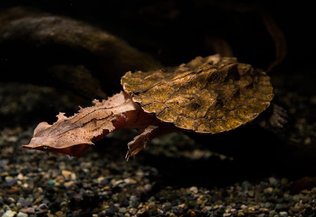 Discover the Matamata - The World's Ugliest Turtle - A-Z Animals