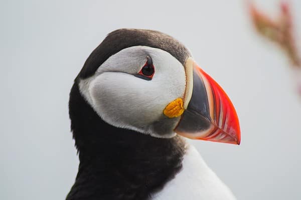 Discover 17 Birds With Beautiful Multicolor Beaks - A-Z Animals