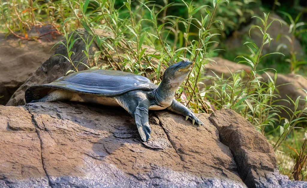What Does a Softshell Turtle Eat? - A-Z Animals