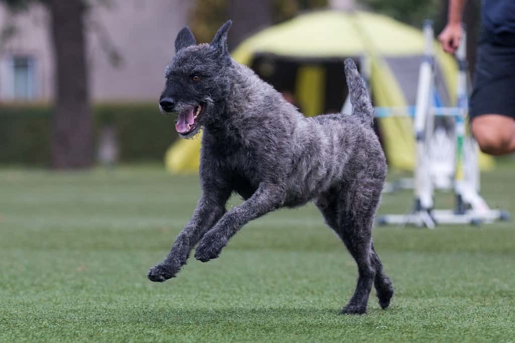 Discover Dutch Shepherd Colors and Markings - A-Z Animals