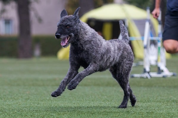Discover Dutch Shepherd Colors and Markings - A-Z Animals