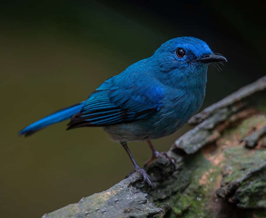 The Big List of 61 Blue Birds - A-Z Animals