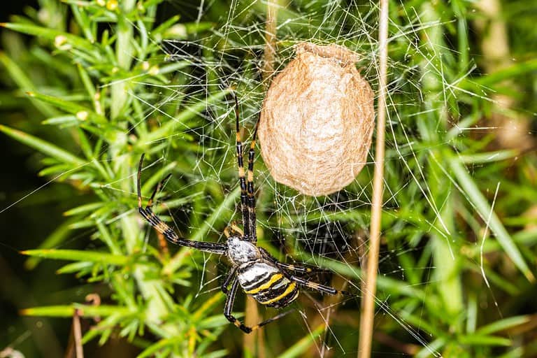 Complete Guide on Spider Eggs: Identification and How to Get Rid of ...