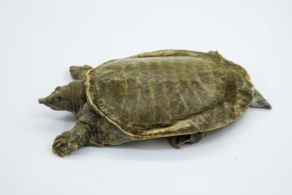 What Does a Softshell Turtle Eat? - A-Z Animals