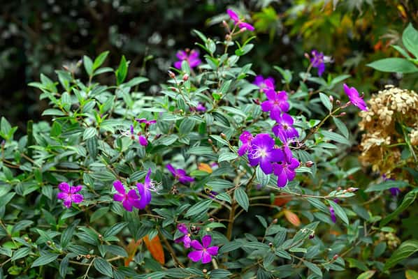 Explore the Top 18 Most Invasive Plants in Hawaii - A-Z Animals