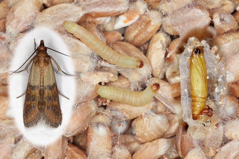 Pantry Pests: How to Eliminate an Indian Meal Moth Infestation - A-Z ...