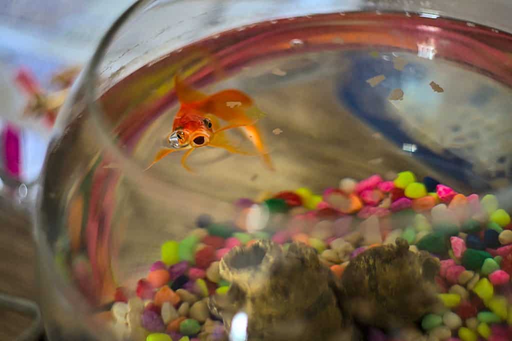 12 Reasons Why Goldfish Are the Best Pets - A-Z Animals