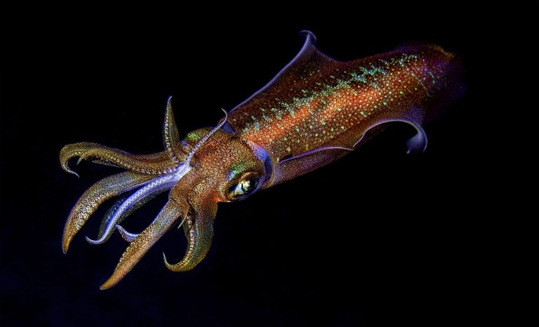 Baby Squid: Amazing Pictures and 6 Incredible Facts - A-Z Animals