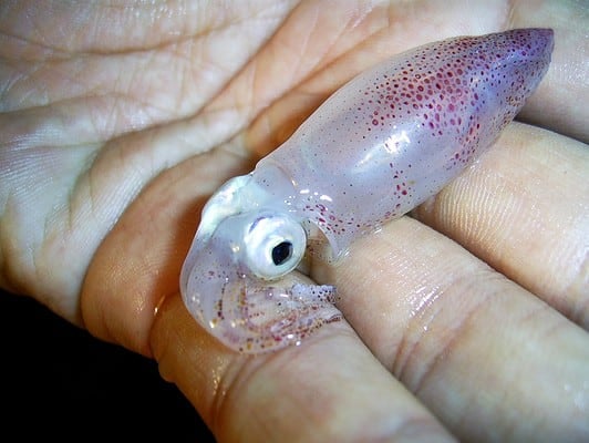 Baby Squid: Amazing Pictures and 6 Incredible Facts - A-Z Animals