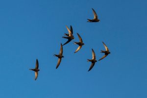 Meet The Bird That Mates and Sleeps While Airborne - A-Z Animals