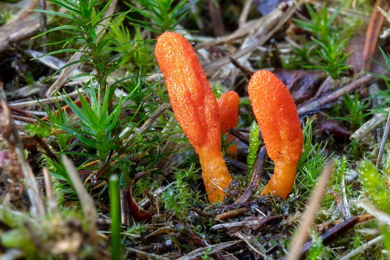 Discover 22 Amazing Types of Rare Mushrooms - A-Z Animals