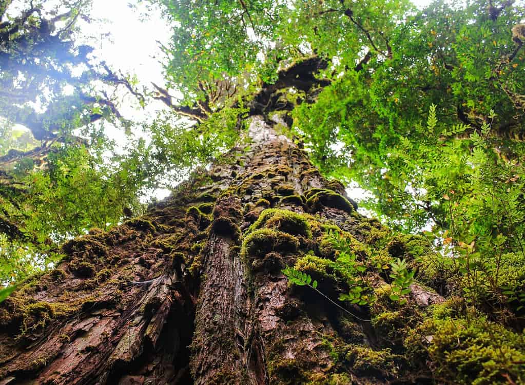 The 30+ Oldest Trees in the Entire World - A-Z Animals