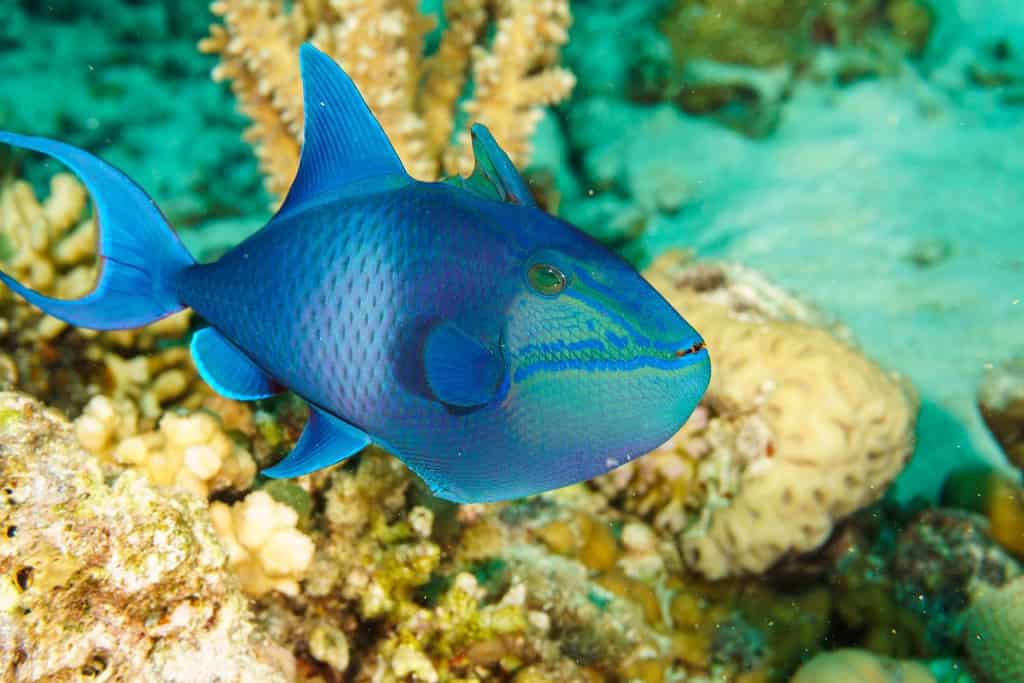 The 17 Most Colorful Saltwater Fish - A-Z Animals