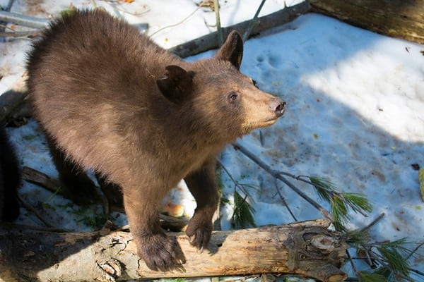 8 Places You're Most Likely to Encounter a Bear in New York This Fall ...