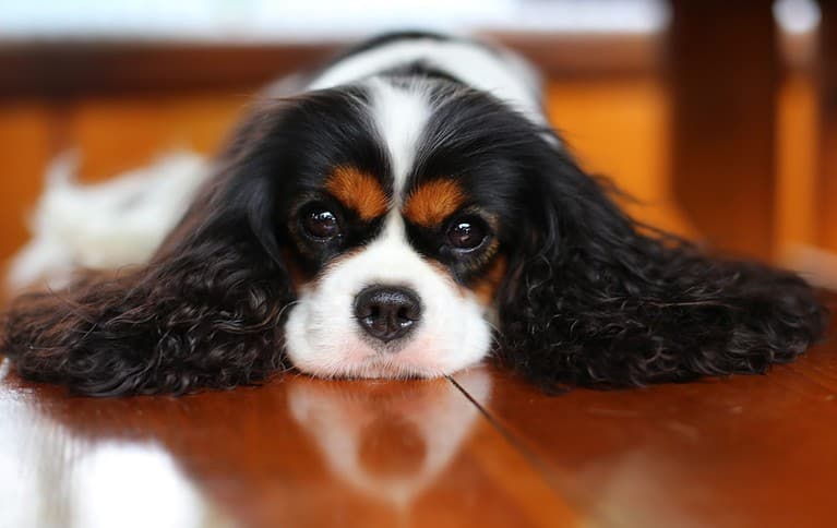 8 Dog Breeds that Look Like Puppies Forever - A-Z Animals