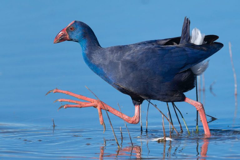 Purple Gallinule Bird Facts - Porphyrio martinicus - A-Z Animals