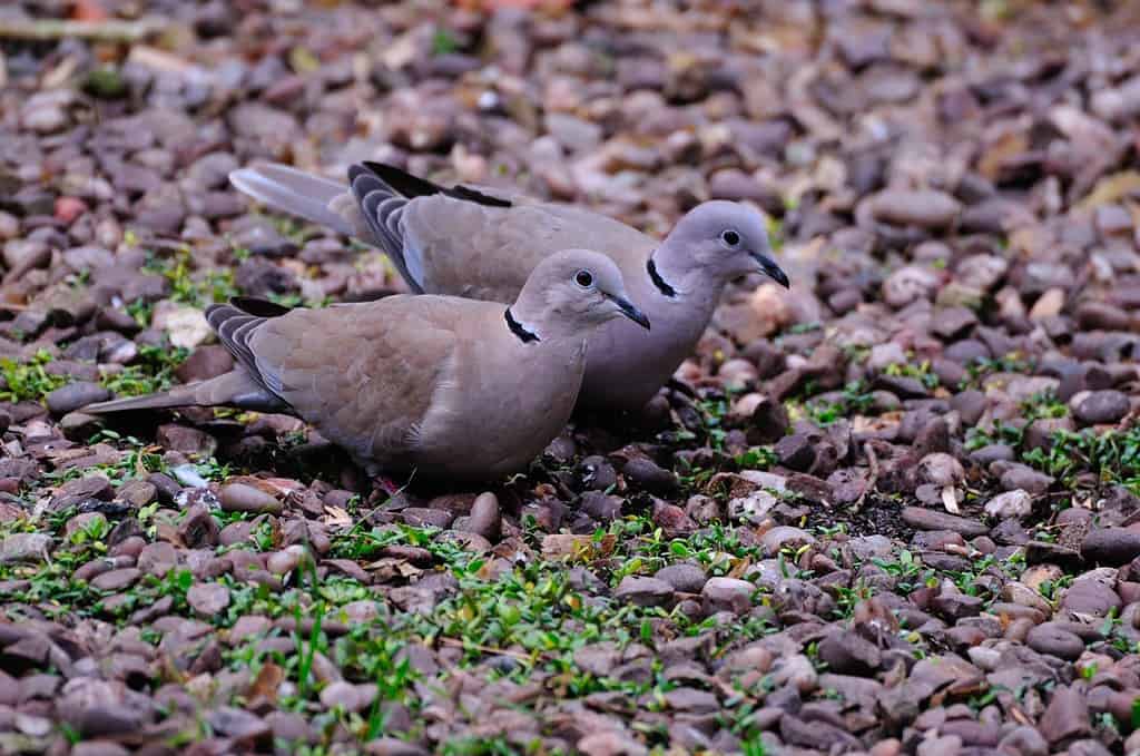 17 Birds That Spend Their Winters in Kansas - A-Z Animals
