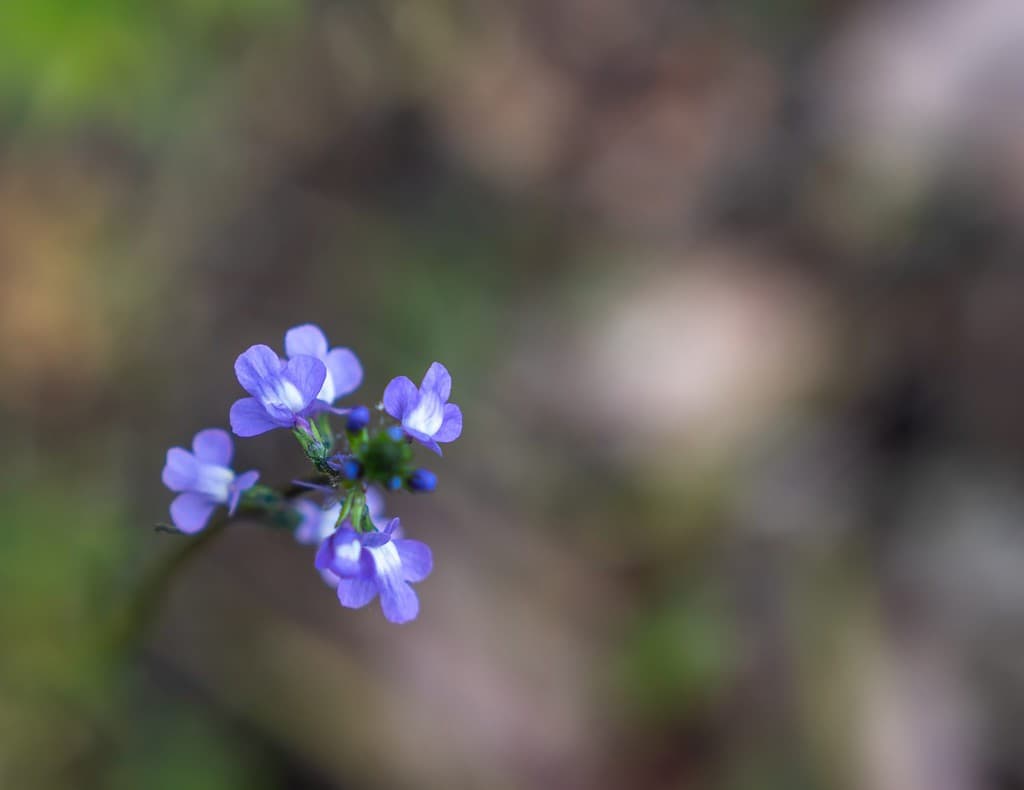 30 Beautiful Types of Blue Wildflowers - A-Z Animals