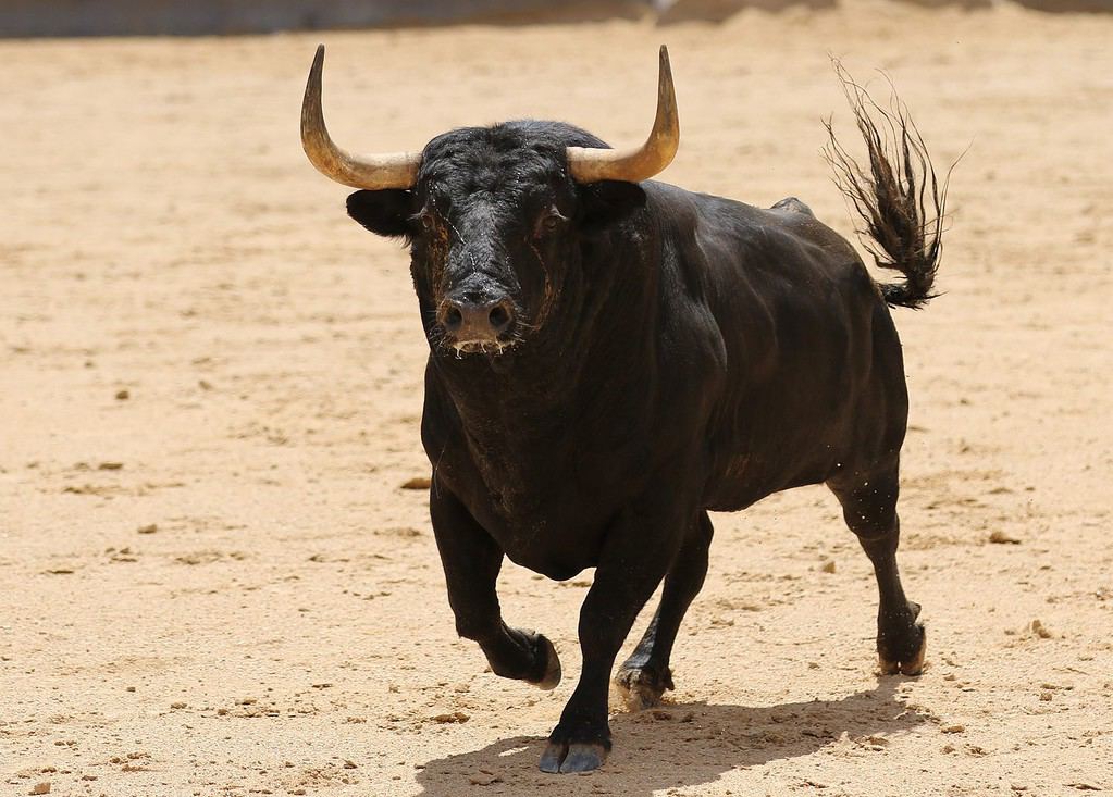 The Stories Behind These 6 Animal NBA Mascots - A-Z Animals