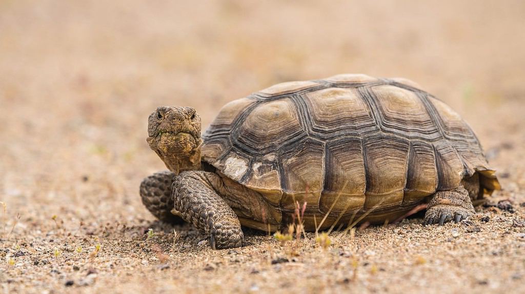 Discover How Hikers Work Around the Threatened Desert Tortoise - A-Z Animals