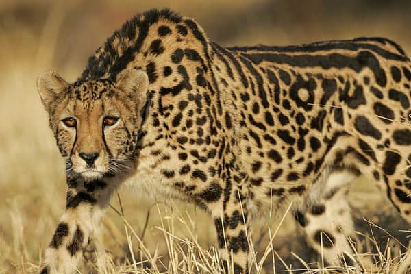 10 Fascinating Cheetah Adaptations You Never Knew They Had - A-Z Animals