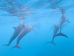 Porpoise vs Dolphin: 5 Ways That These Sea Mammals Are Different - A-Z ...