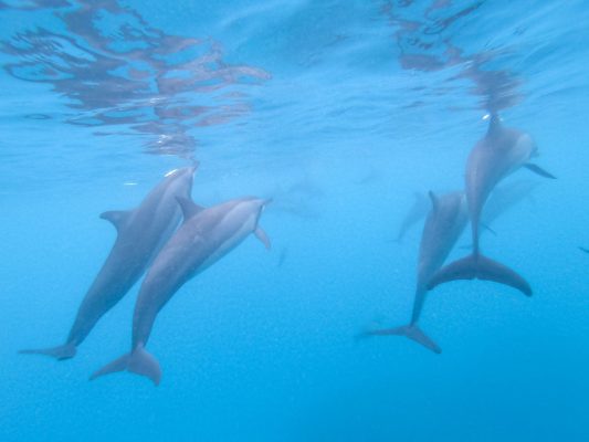 Porpoise vs Dolphin: 5 Ways That These Sea Mammals Are Different - A-Z ...