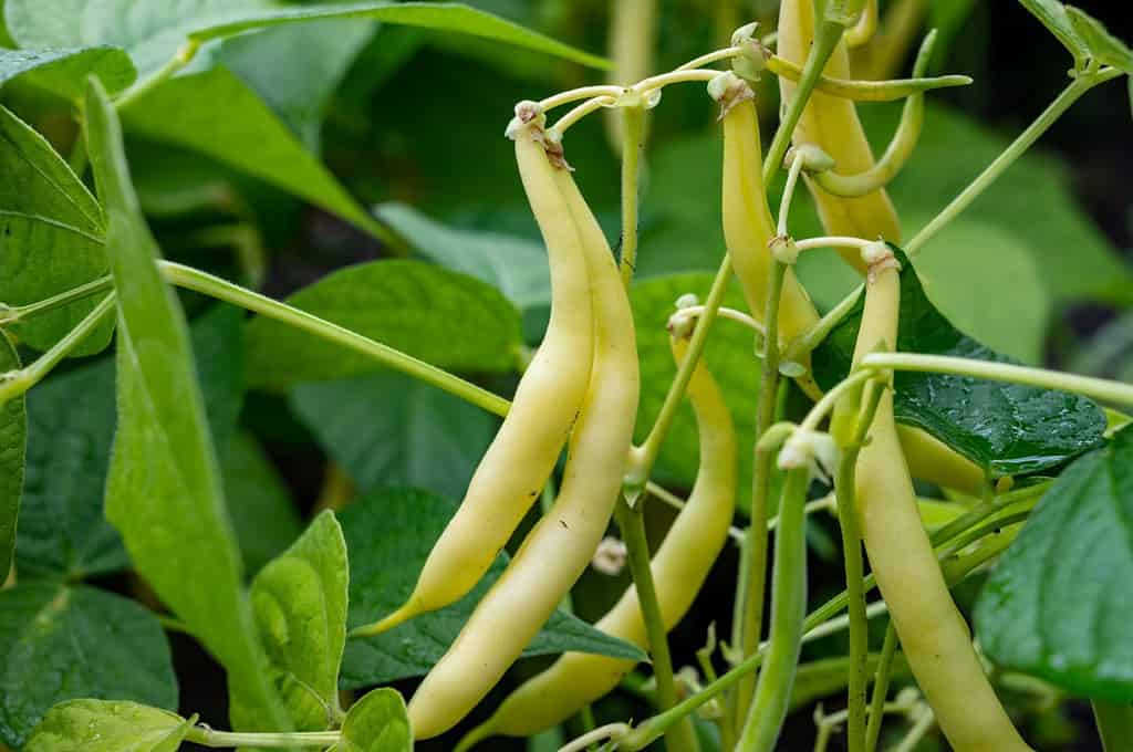 Explore the 58 Vegetables That Start With W - A-Z Animals