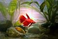 Ich on Betta Fish: Understanding and Treating That White Spot - A-Z Animals