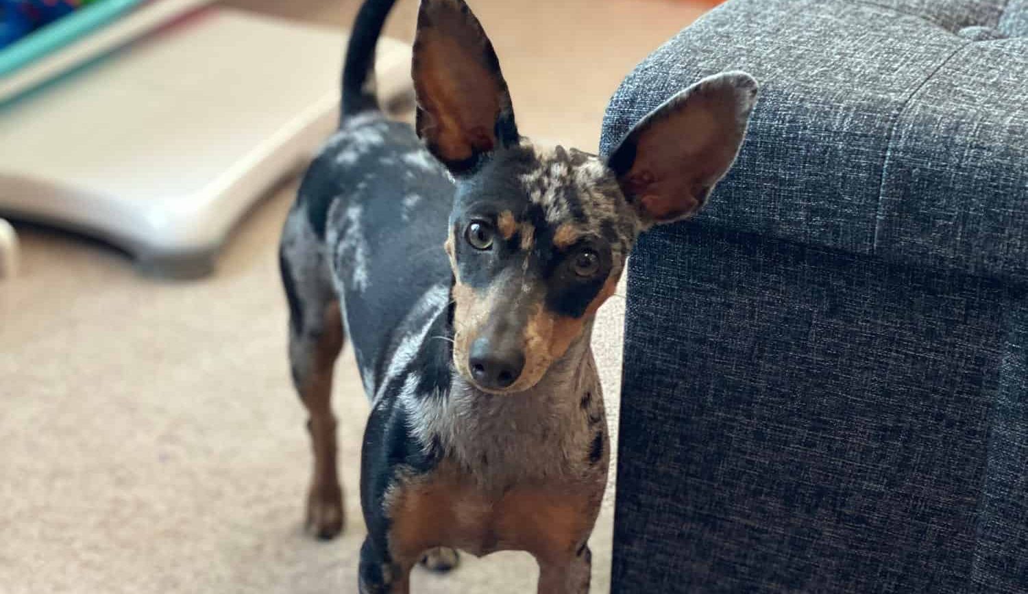 Miniature Pinscher Colors: Rarest to Most Common - A-Z Animals