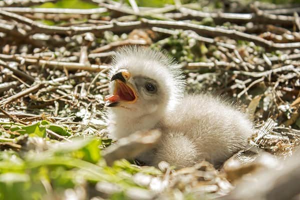 Baby Hawk: 8 Pictures and 8 Amazing Facts - A-Z Animals