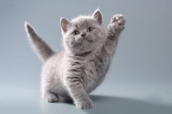 300+ Awesome Spanish Cat Names and Their Meanings - A-Z Animals