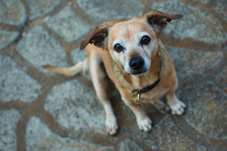 How Big Is a Full Grown Chiweenie? Size Chart and Milestones - A-Z Animals