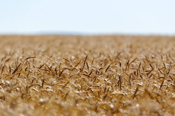 These Are the 7 Most Valuable Crops Grown in America - A-Z Animals