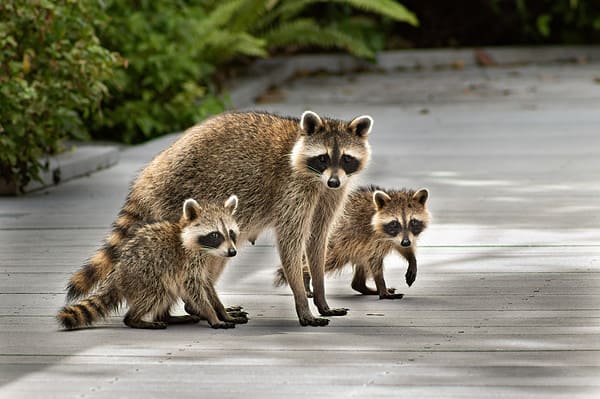 Raccoons Are Carrying Rabies in These U.S. States - A-Z Animals Slideshows