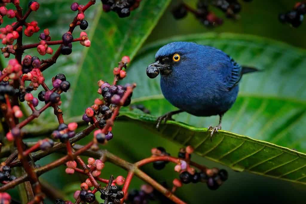 The Big List of 61 Blue Birds - A-Z Animals