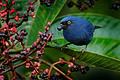 The Big List of 61 Blue Birds - A-Z Animals