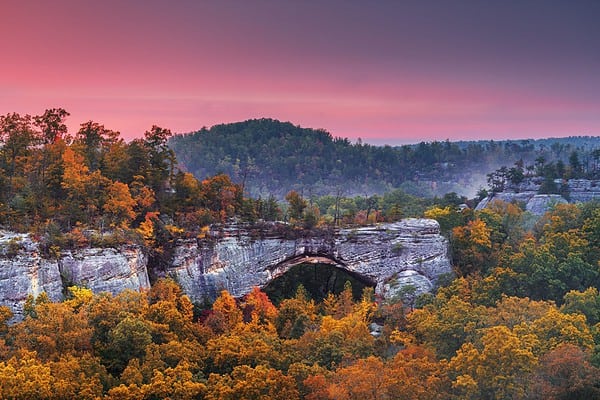 Discover the Largest Forest in Each of the 50 States - A-Z Animals
