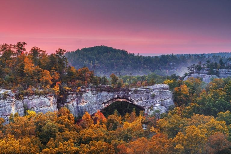 Discover the Largest Forest in Each of the 50 States - A-Z Animals