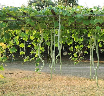 Discover the 24 Vegetables That Start with S - A-Z Animals