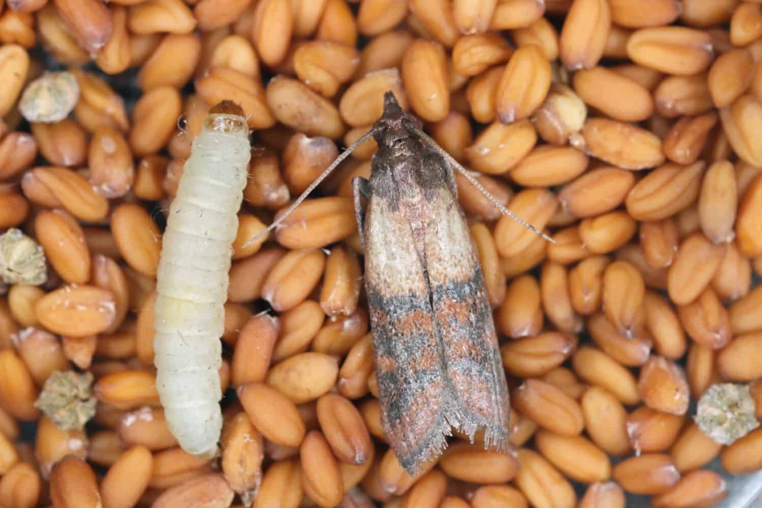 Pantry Pests: How to Eliminate an Indian Meal Moth Infestation - A-Z ...