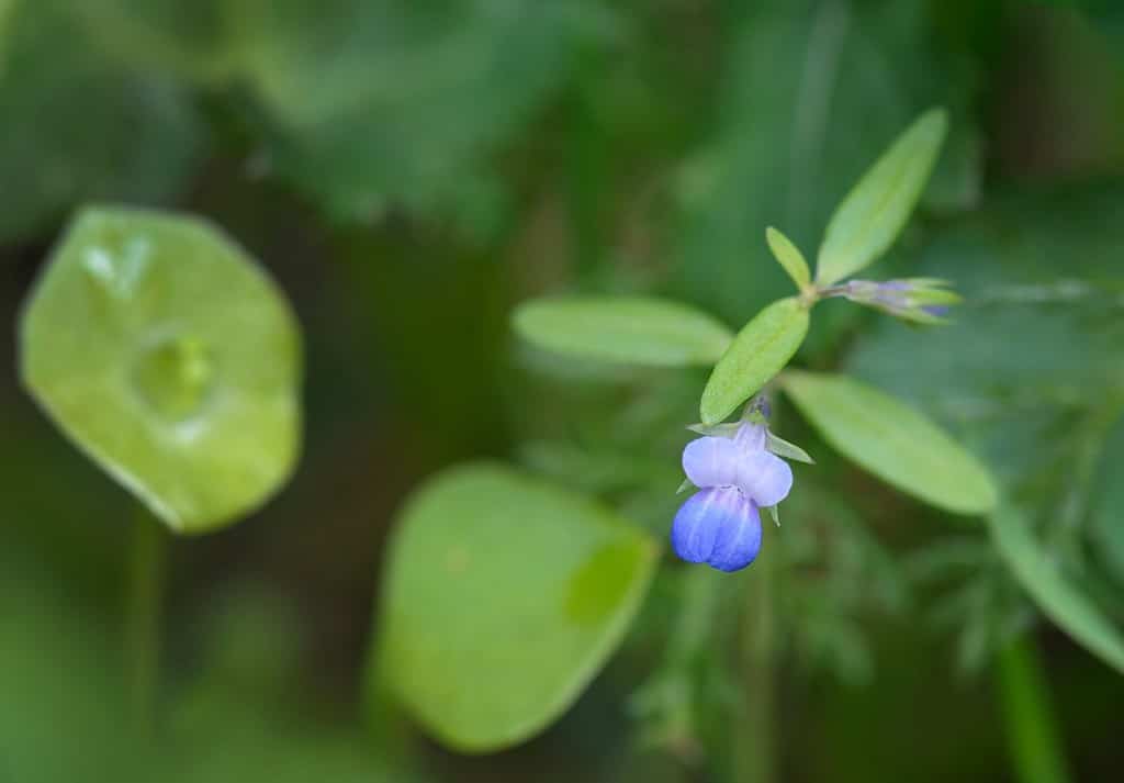 30 Beautiful Types of Blue Wildflowers - A-Z Animals