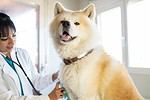 Akita Progression: Growth Chart, Milestones, and Training Tips - A-Z ...