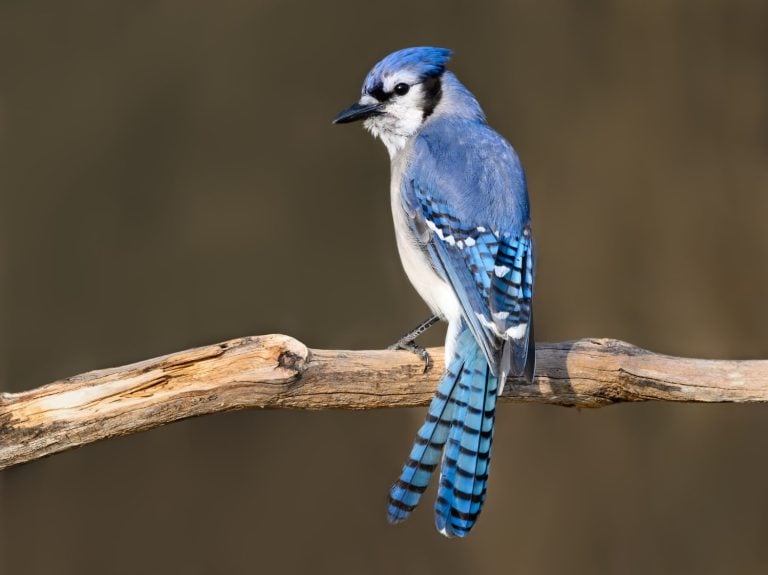 7 Predators That Hunt and Eat Cardinals - A-Z Animals