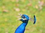 9 Sounds Peacocks Make and What Each Means - A-Z Animals
