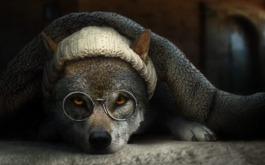 12 Common Animals in Folklore and Their Meanings - A-Z Animals