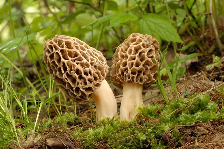 Discover 22 Amazing Types of Rare Mushrooms - A-Z Animals